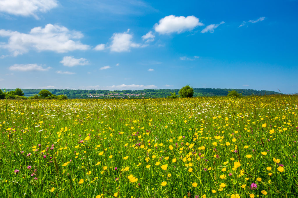 Prairies - Observatoire | PNR Lorraine